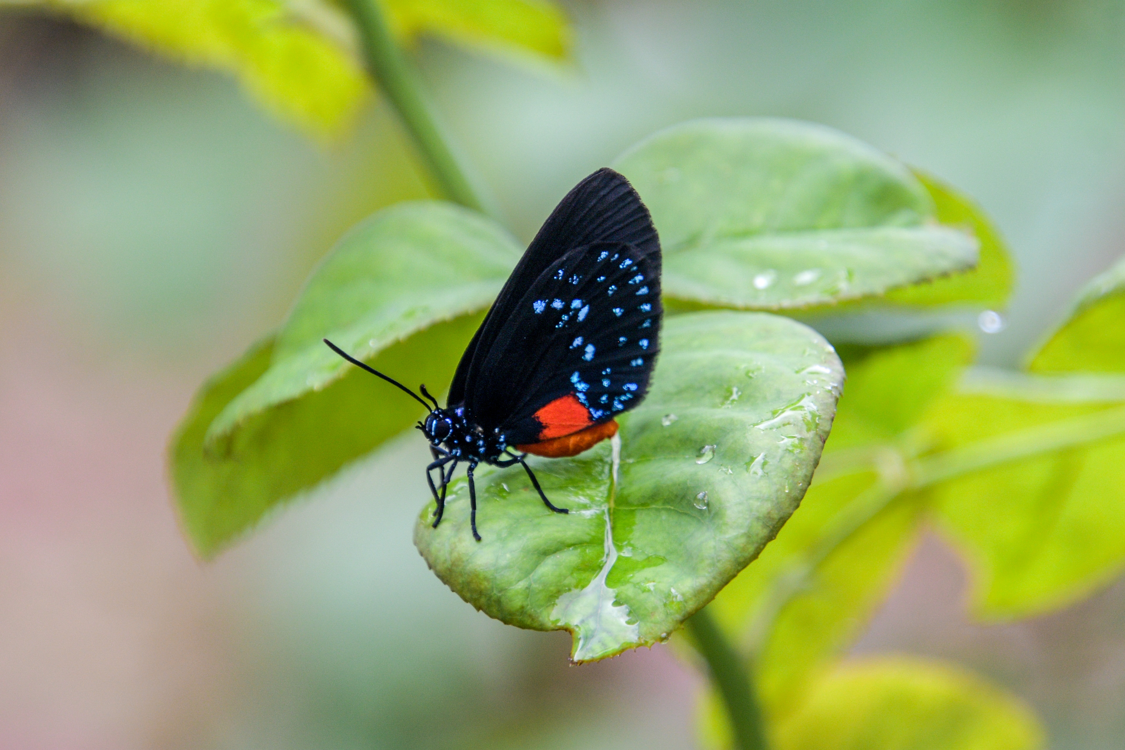 Atala Butterfly by Danette Thompson · 365 Project