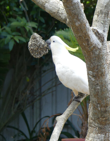 The Clever Cocky by Babs · 365 Project