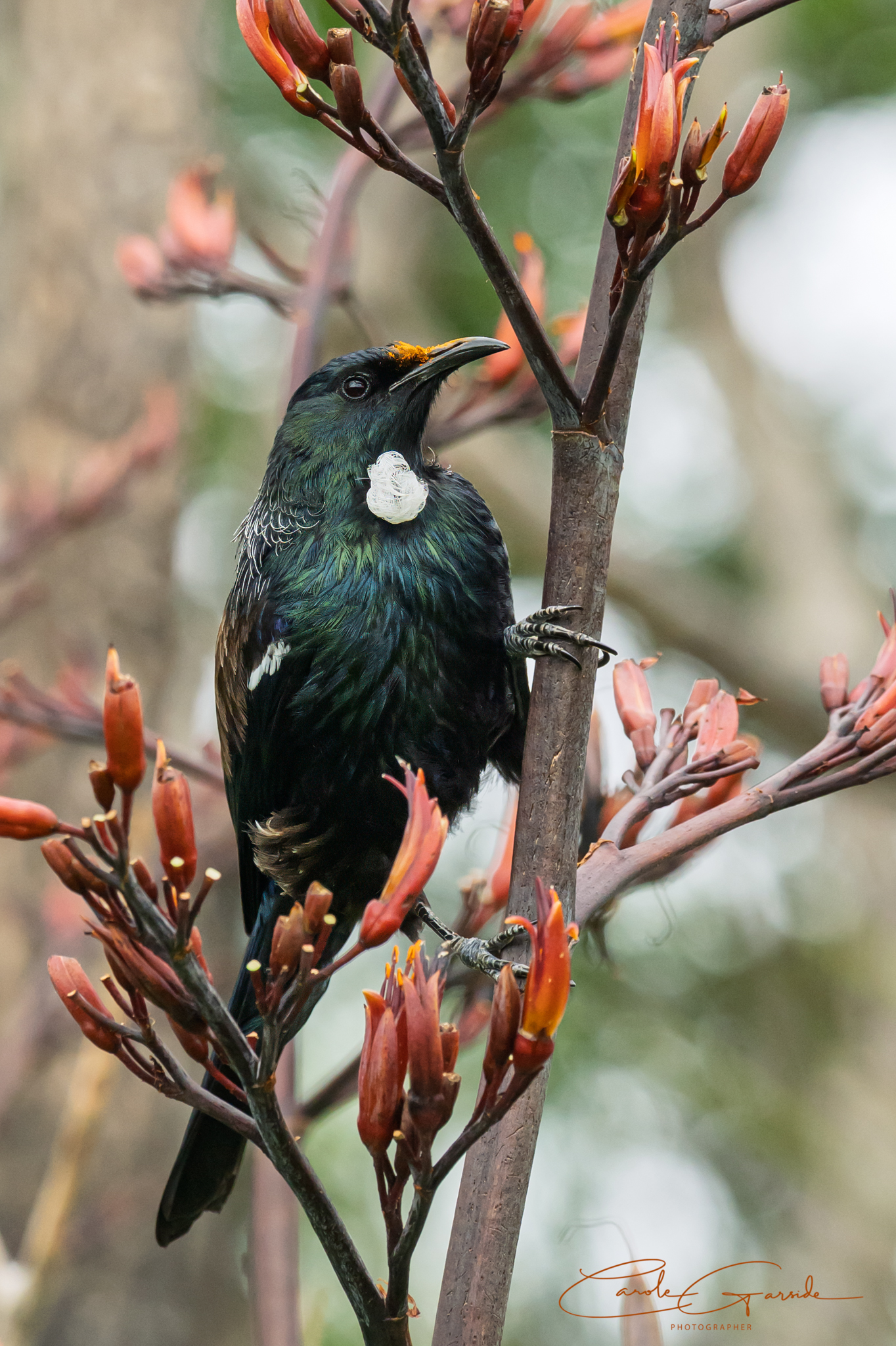Tui with an orange cap by Carole G · 365 Project