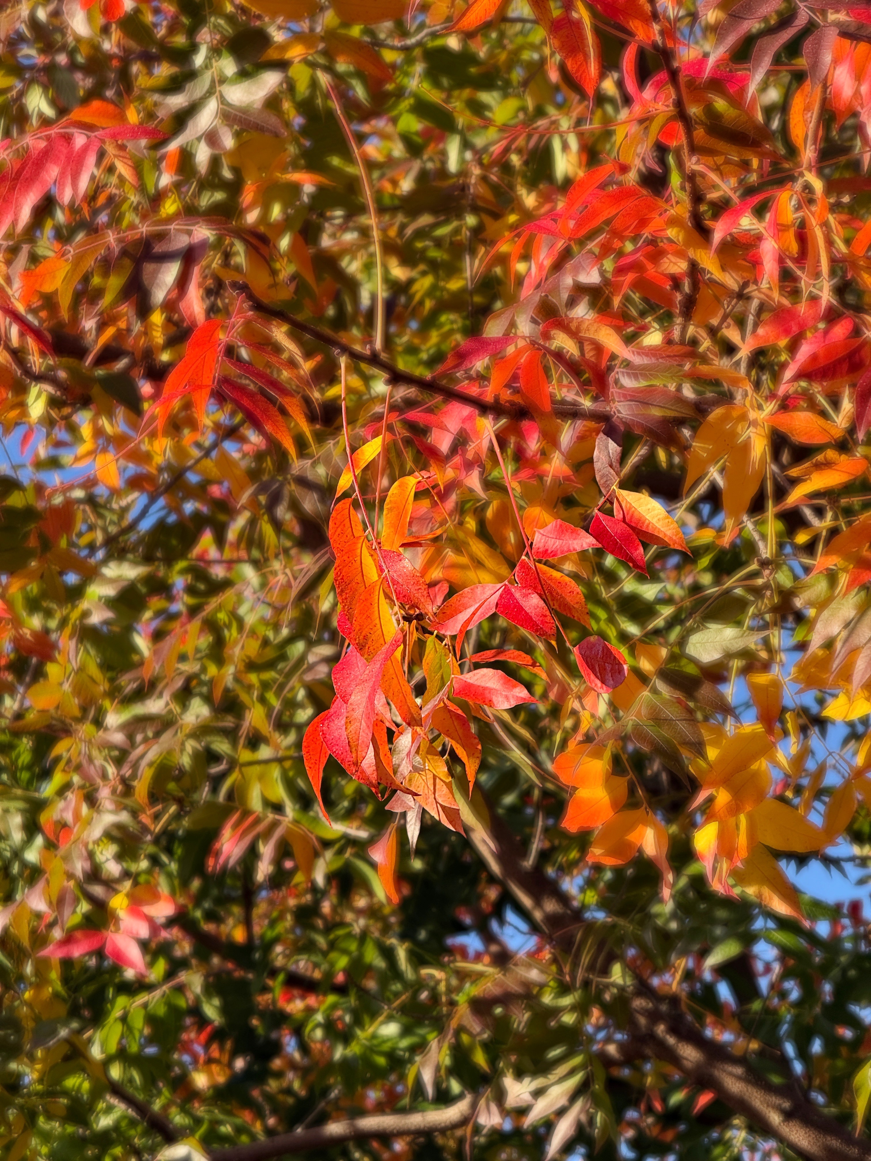 Autumn Colors by Shutterbug · 365 Project