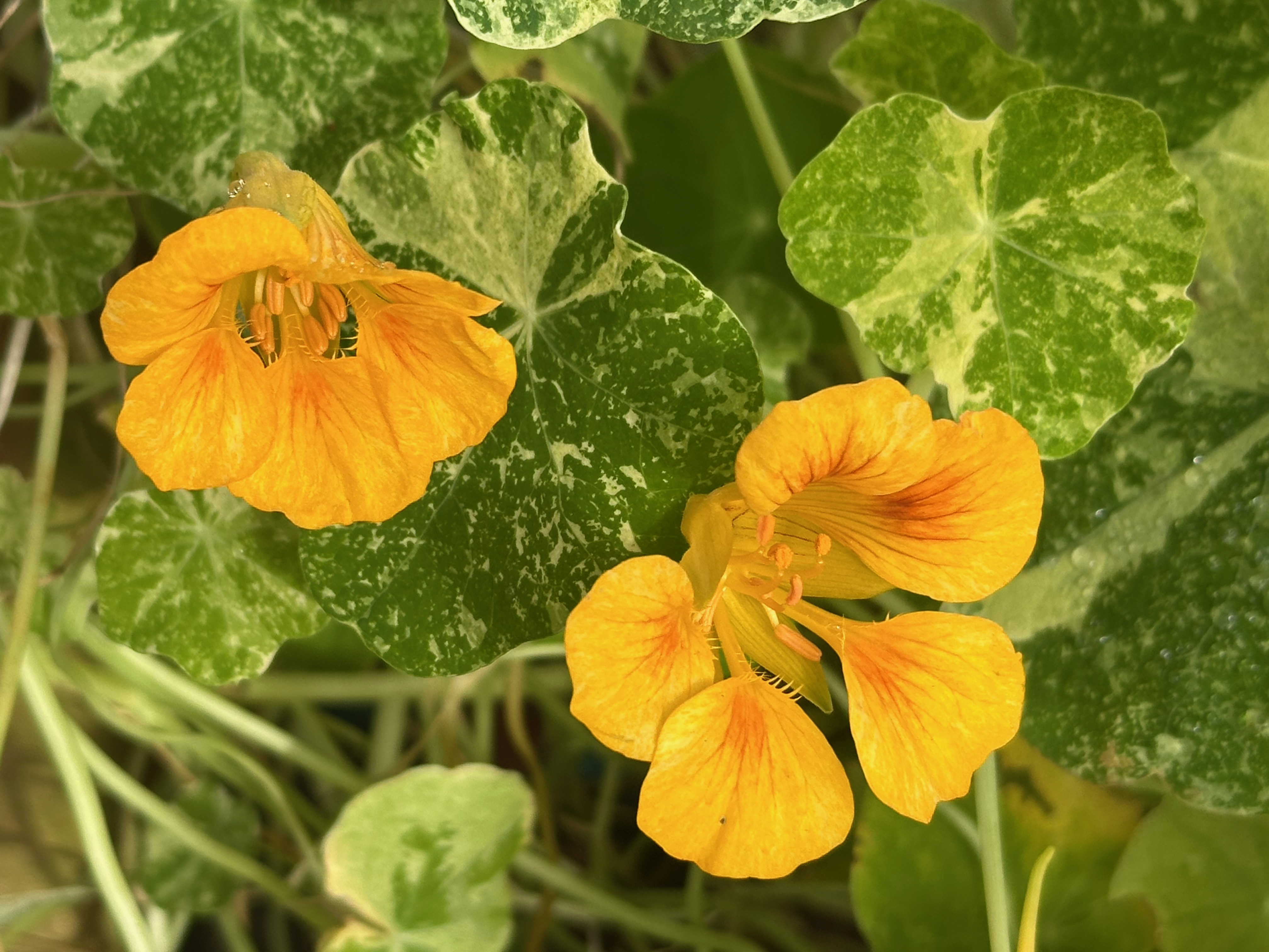 Nasturtiums by Maxine Lathbury · 365 Project