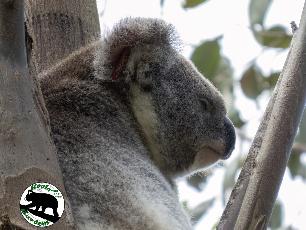 Honeydew profile by KoalaGardens🐨 · 365 Project