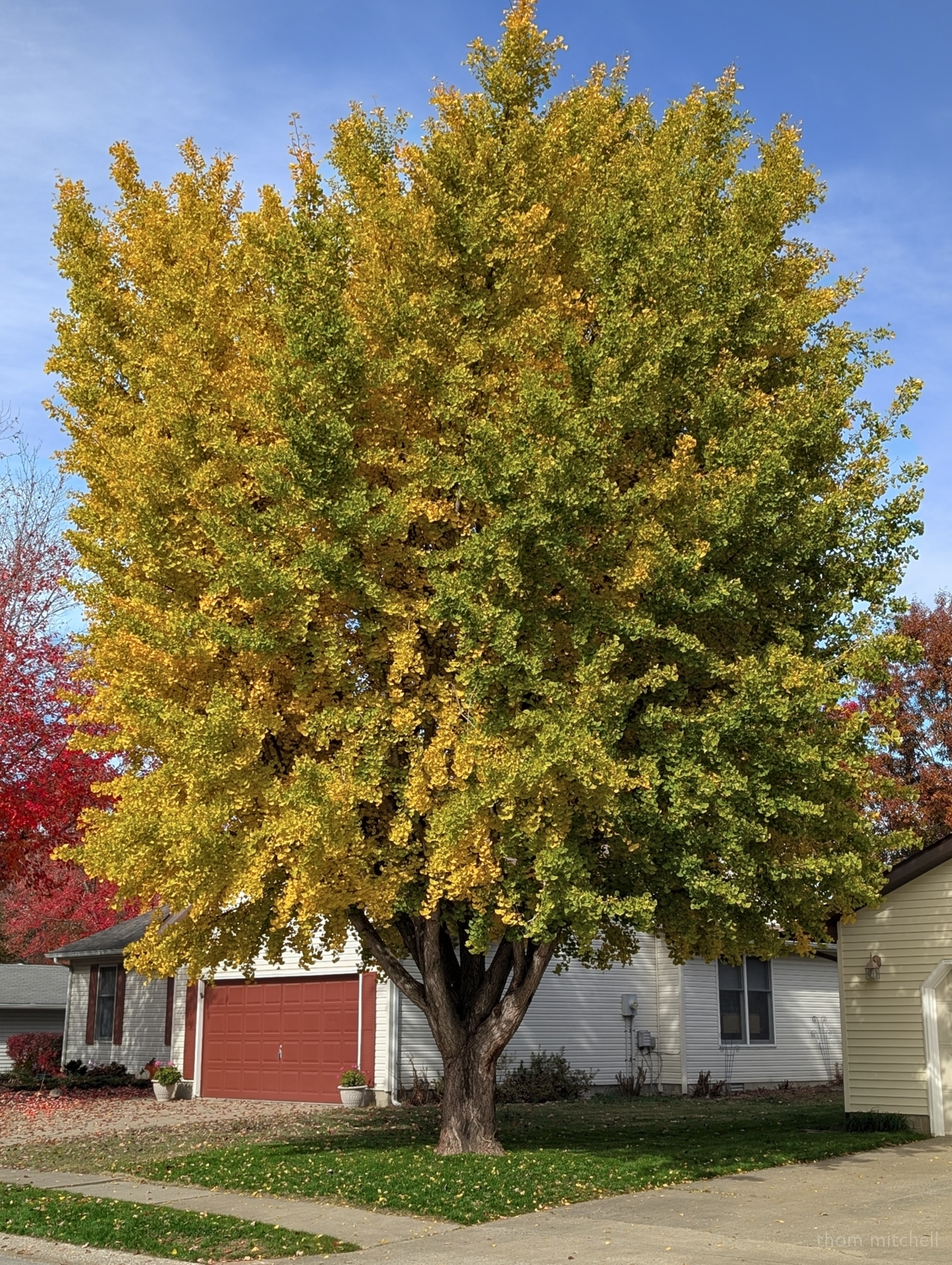 Ginkgo watch… by Thom Mitchell · 365 Project