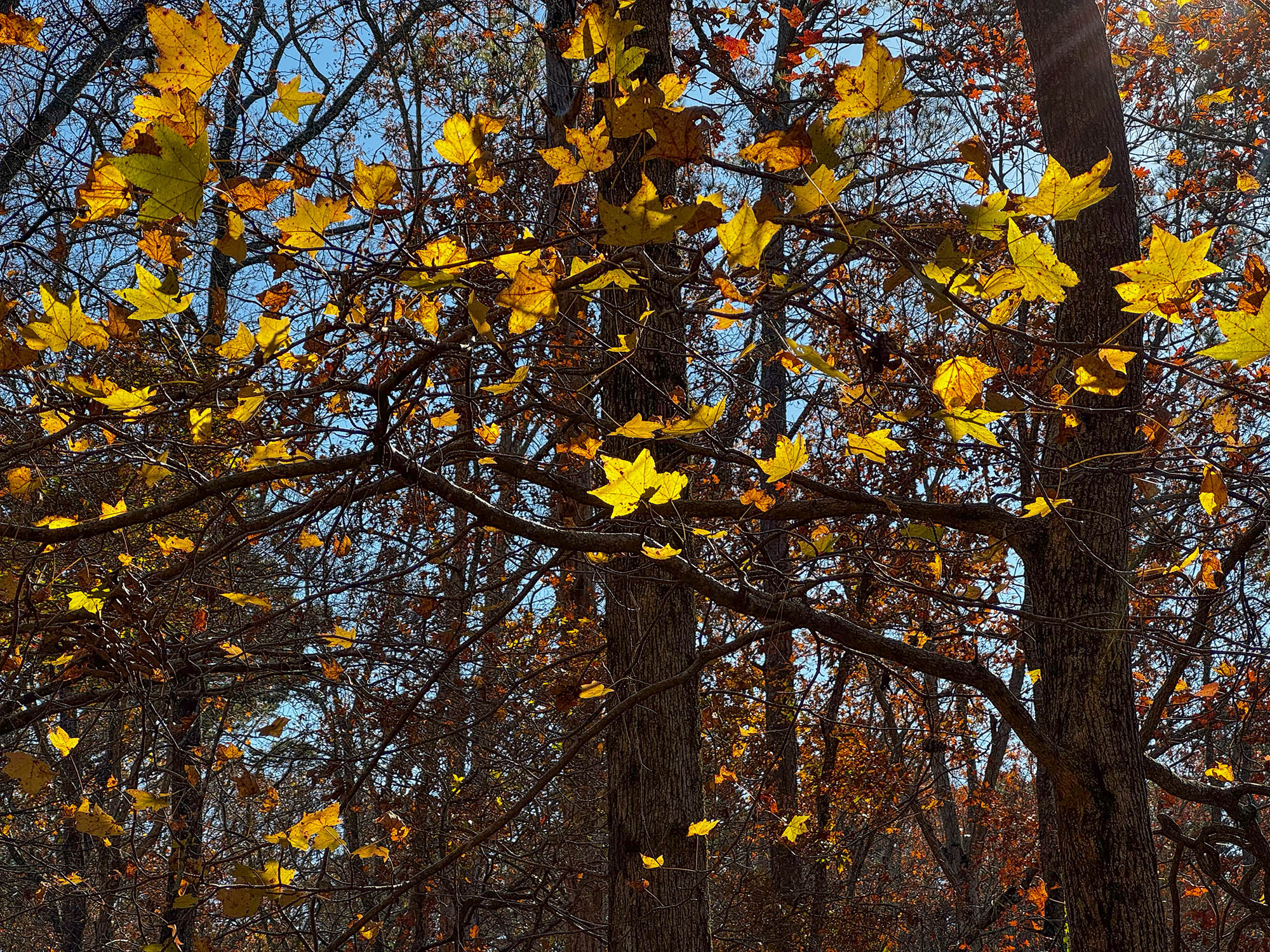 Golden Fall by Kate · 365 Project