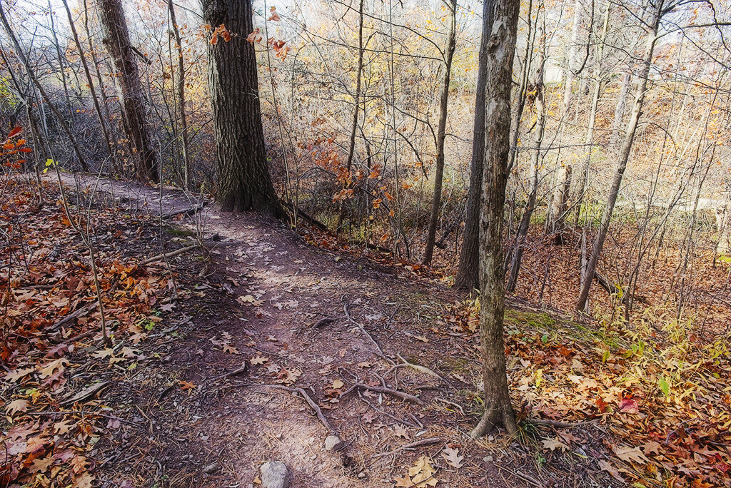 Tricky Trail by Joanne Diochon · 365 Project