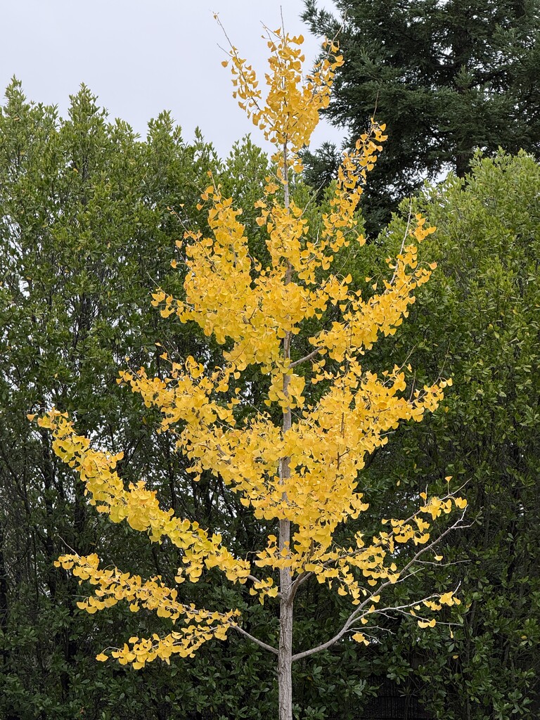 Golden Tree by Shutterbug · 365 Project