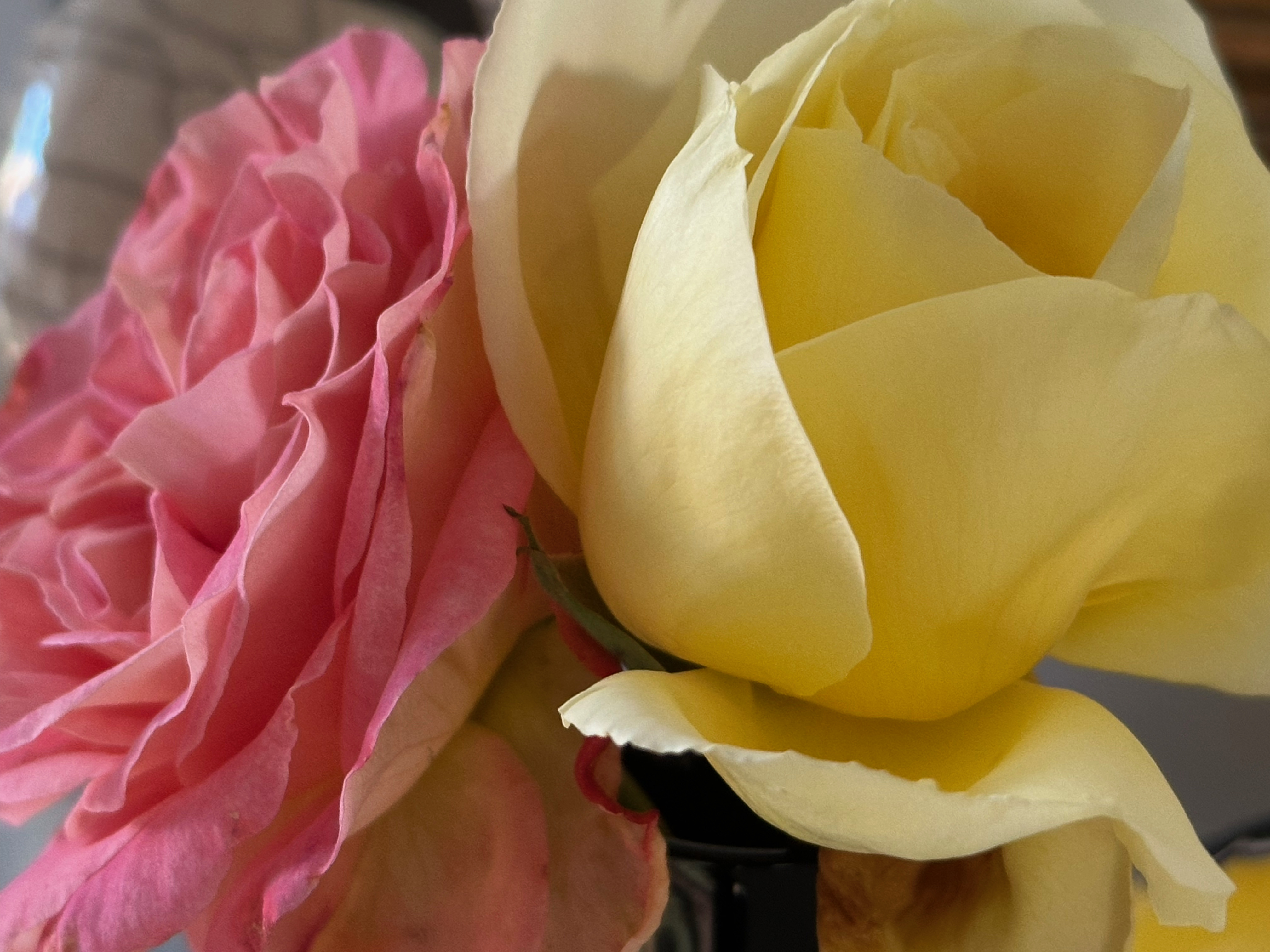 The Last Roses by Maxine Lathbury · 365 Project