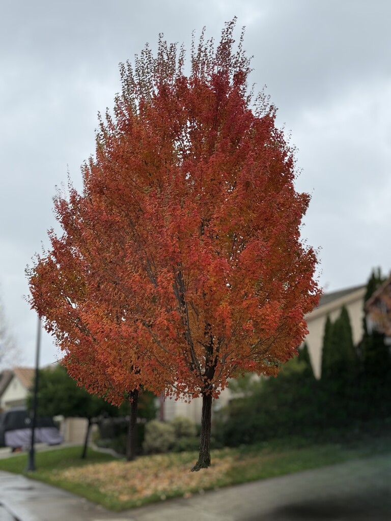 Autumn Leaves by Shutterbug · 365 Project