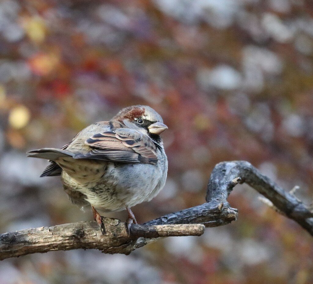 Did You Call? by Heather · 365 Project