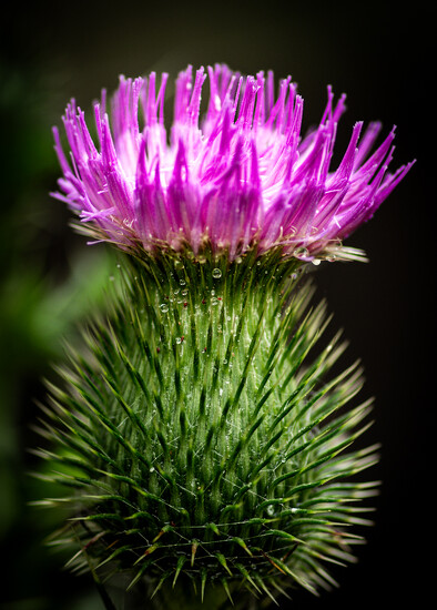 Thistle by Terri · 365 Project