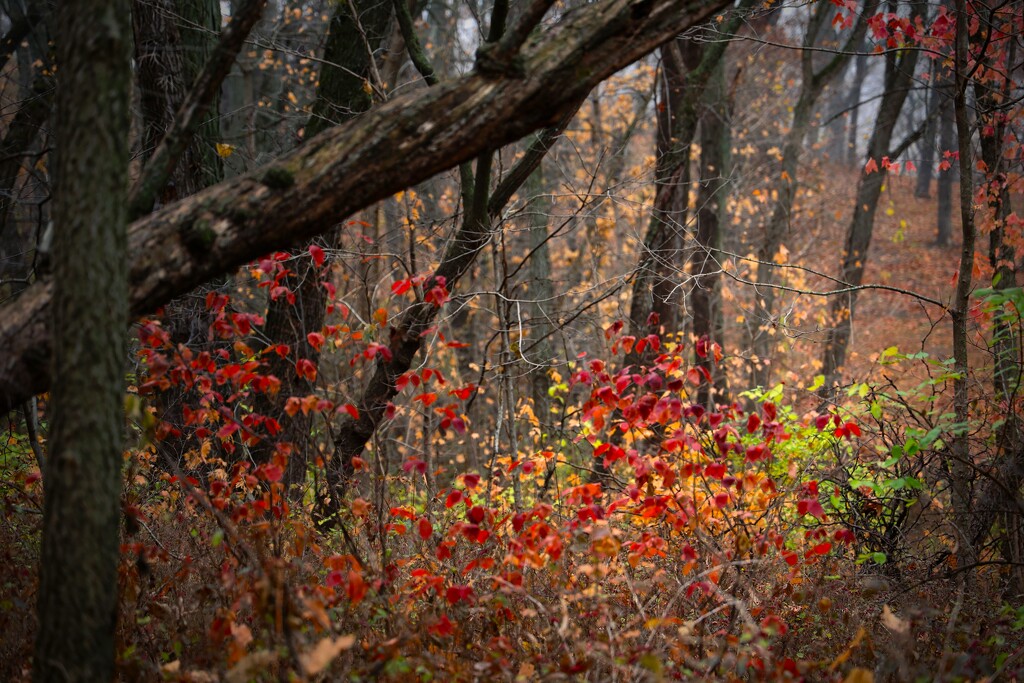 Deep in the Woods by *lynn · 365 Project