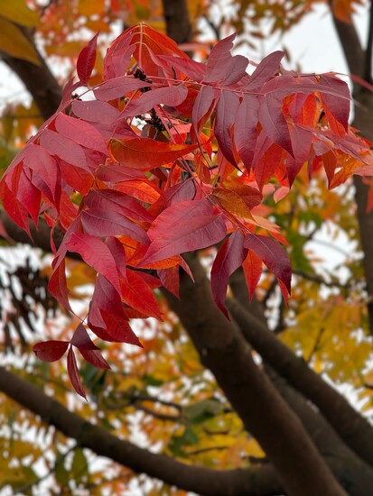 Autumn Red by Shutterbug · 365 Project