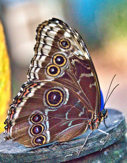 Blue Morpho Butterfly by George · 365 Project