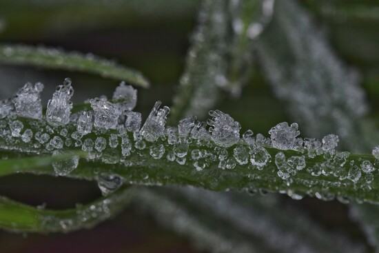 Frost by Martyn Drage · 365 Project