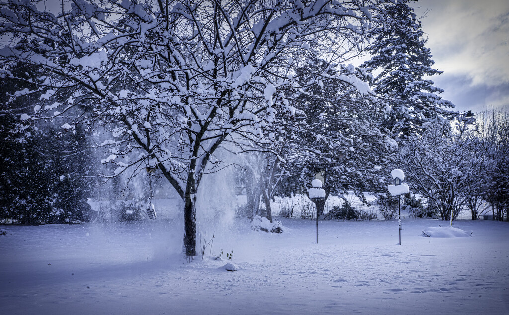 111 days until Spring by Kathy Burzynski · 365 Project