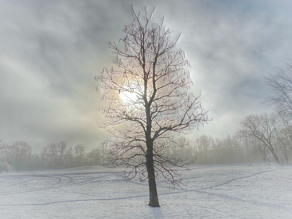 winter “parkscape” by amyK · 365 Project