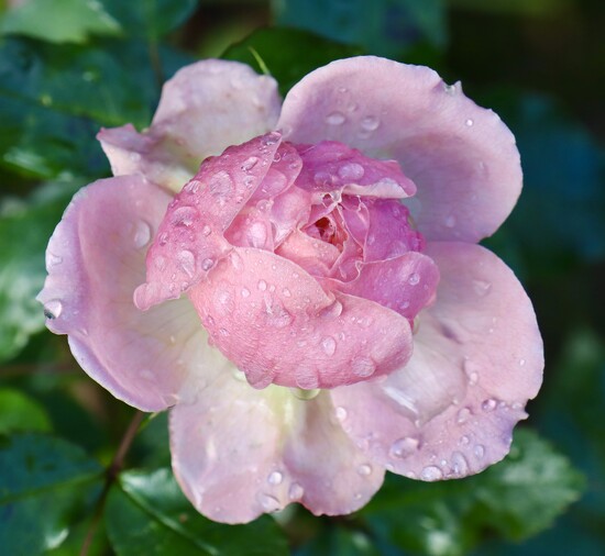 Pink rose by Jeremy Cross · 365 Project