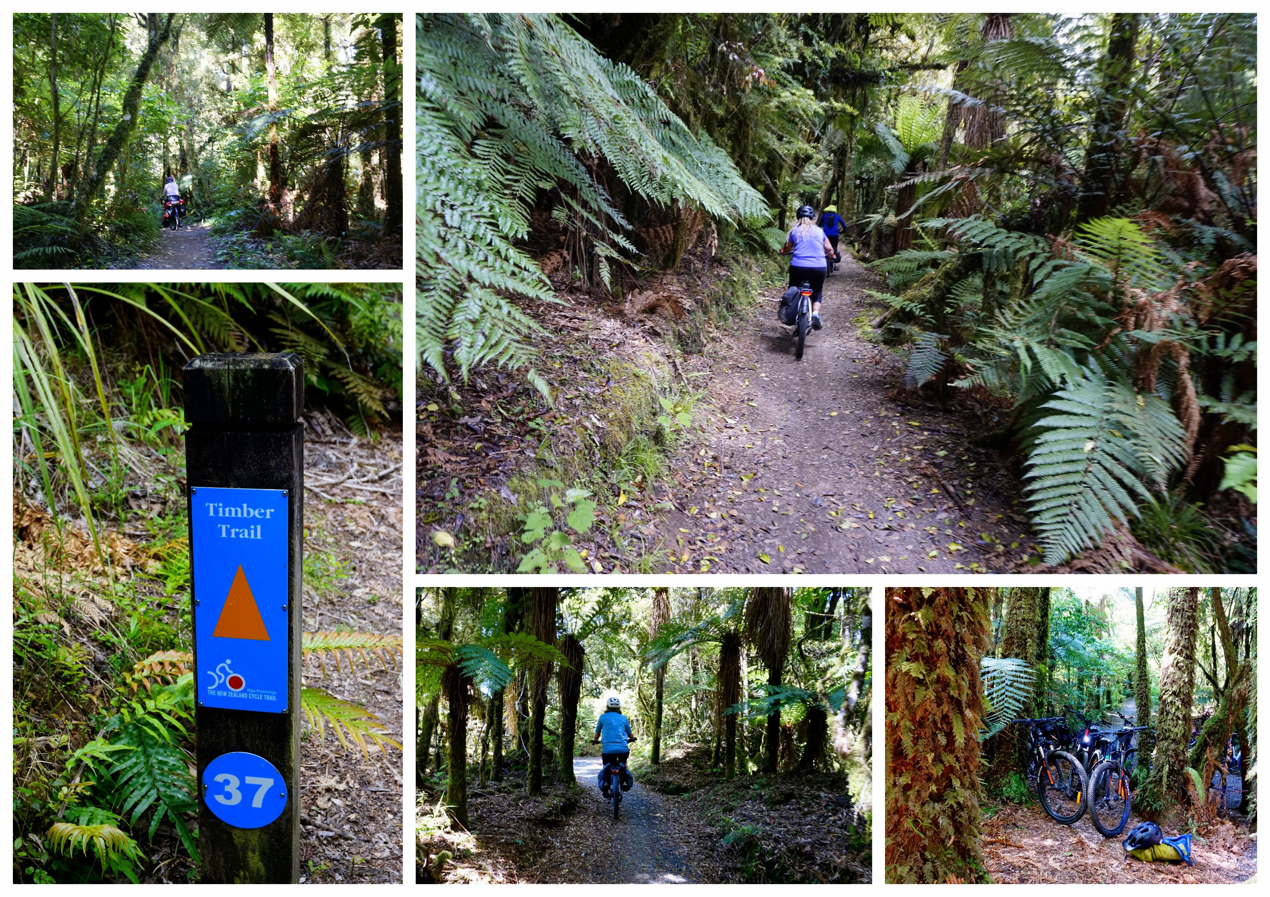 Pureora Forest by Dianne · 365 Project