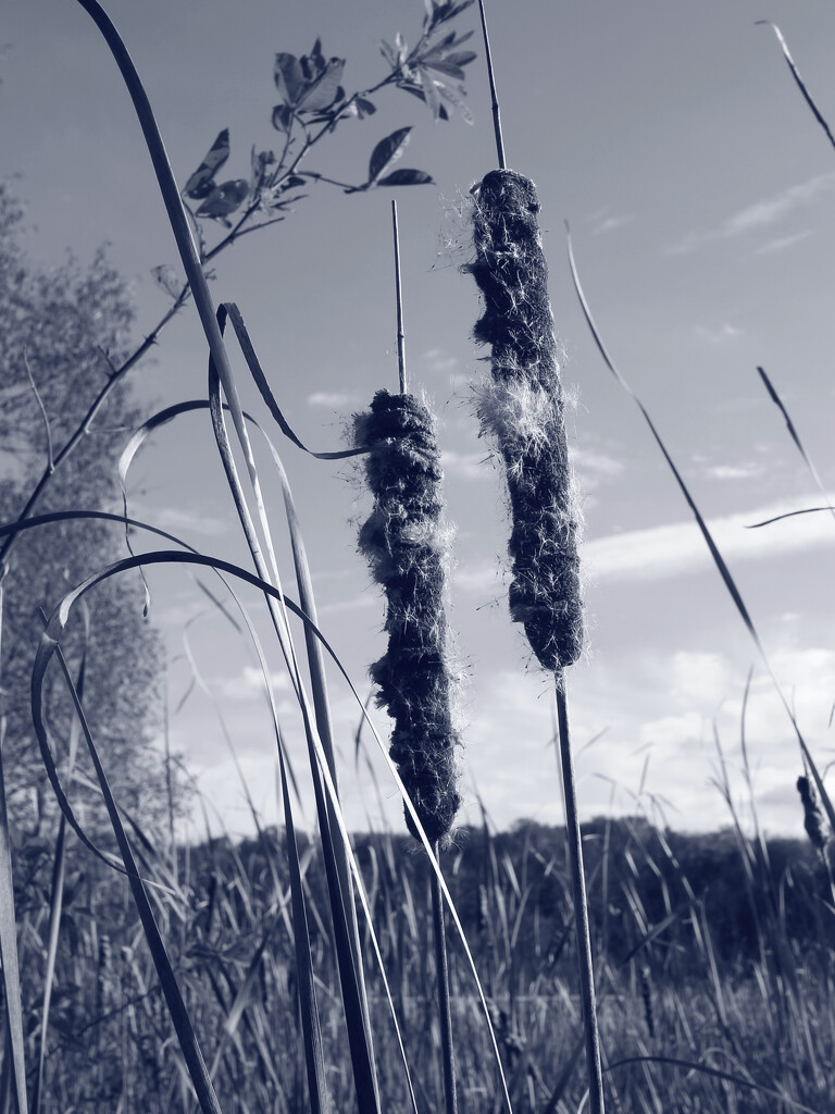 Wild-n-Wooly by Julie Duncan · 365 Project