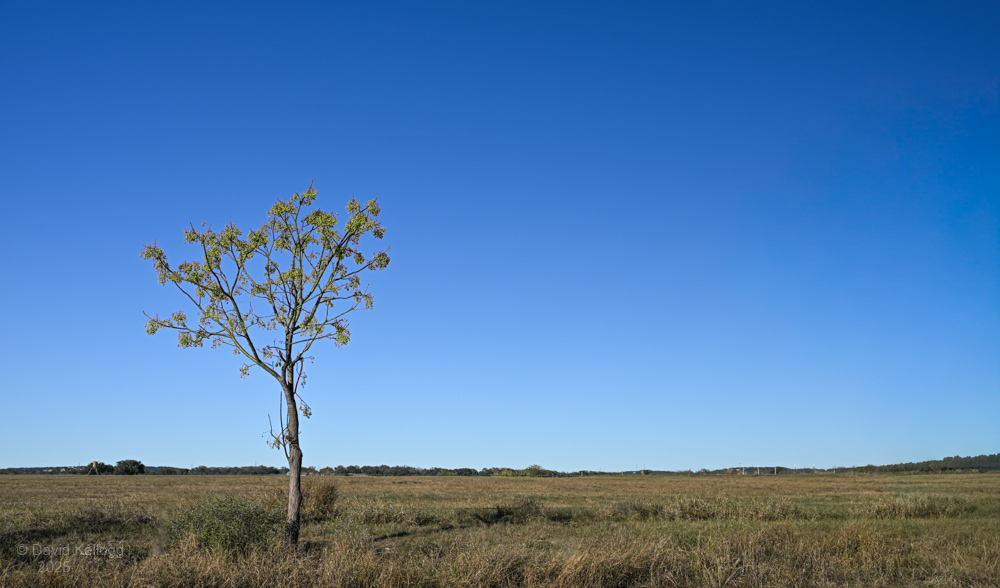 Small Tree, Big Sky by Bucktree · 365 Project