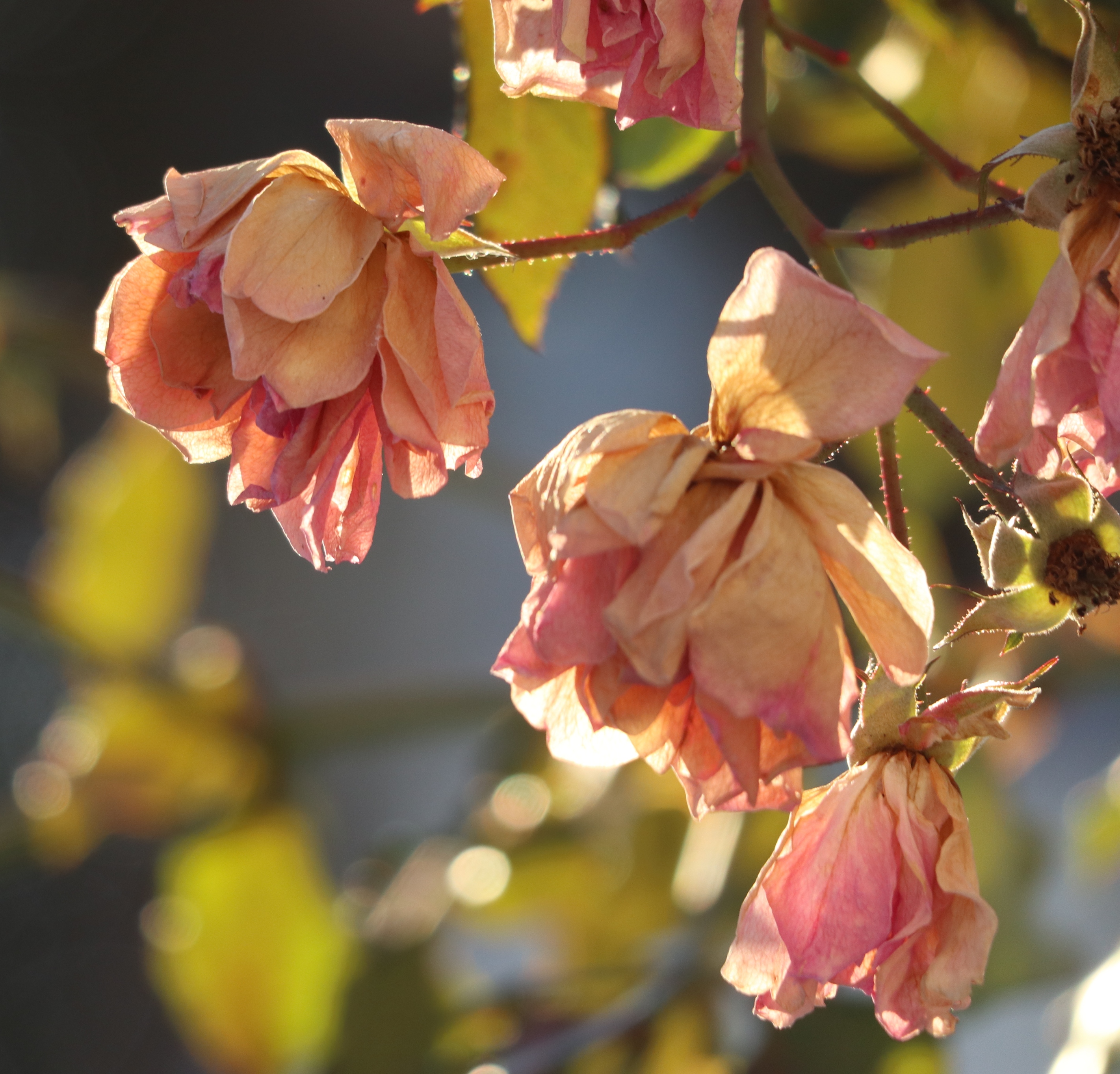 Winter Light by Heather · 365 Project