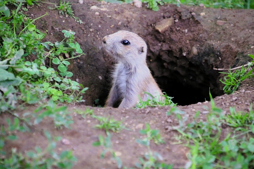 Baby Prairie Dog by Randy Lubbering · 365 Project