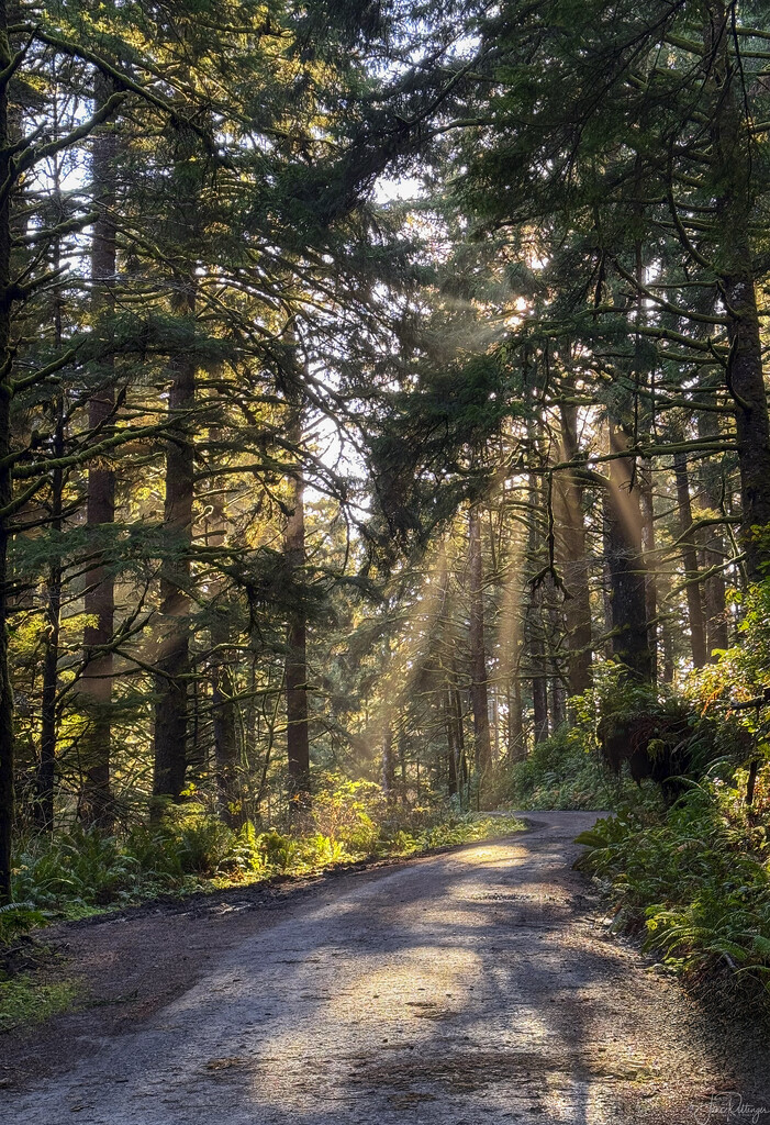 Rays and Shadows by Jane Pittenger · 365 Project