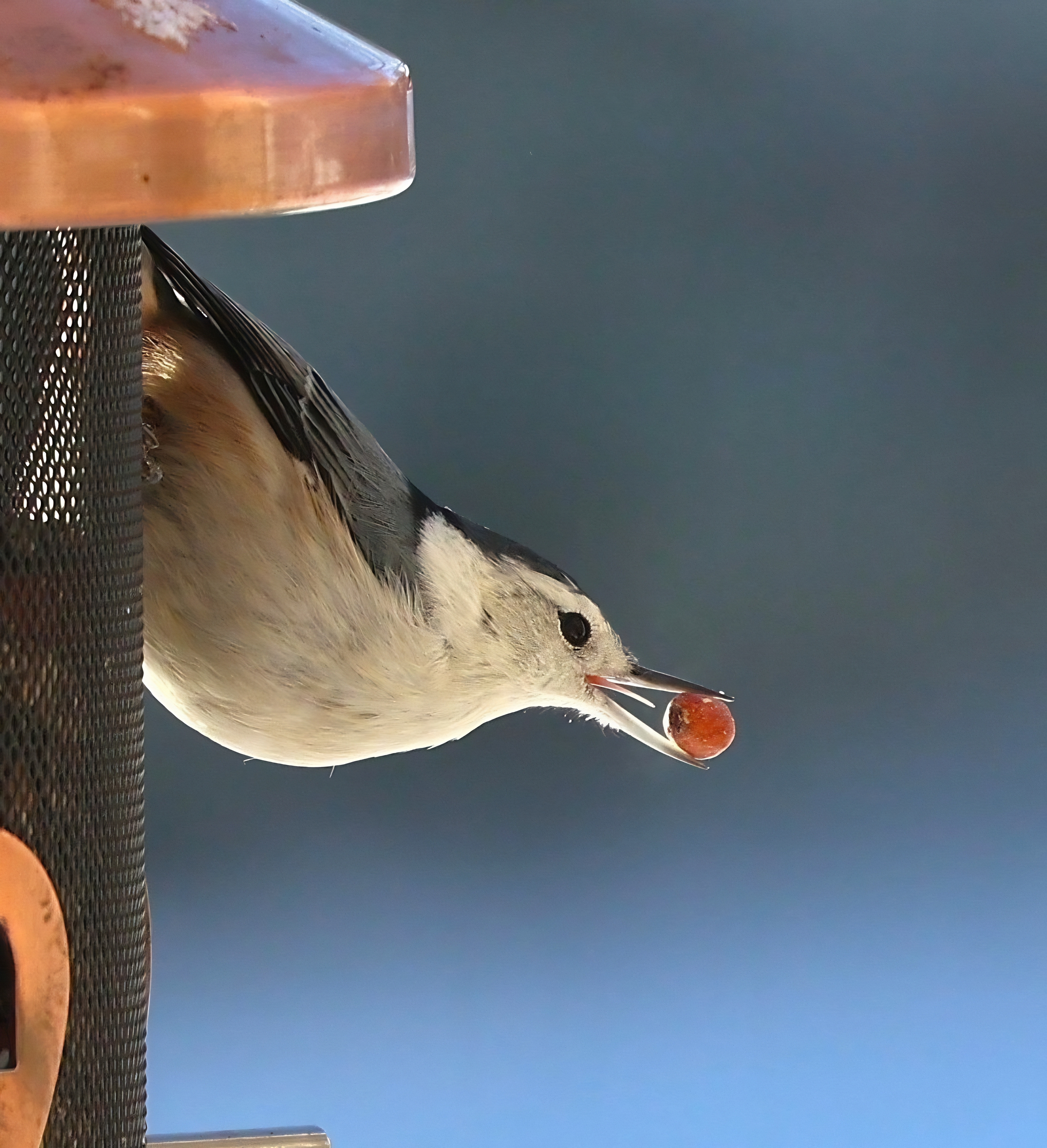 Nuthatch Found What He Wanted in the Birdfeeder by *lynn · 365 Project