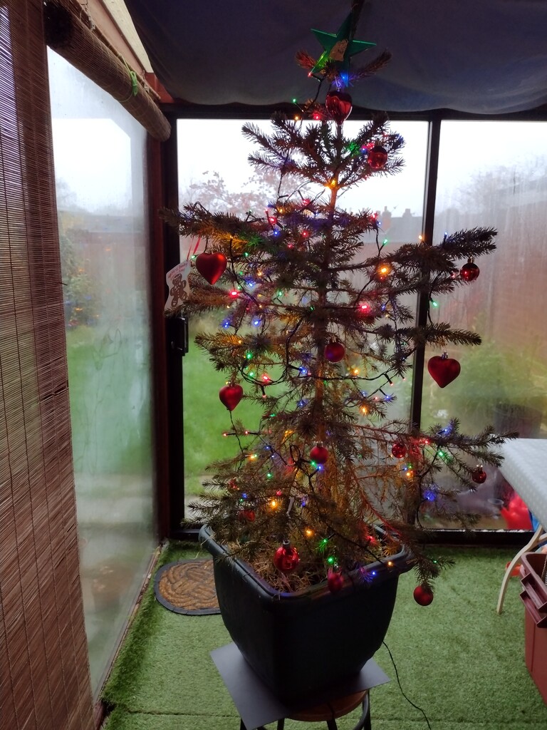 Outside tree now decorated and in conservatory by Aimee Ann · 365 Project
