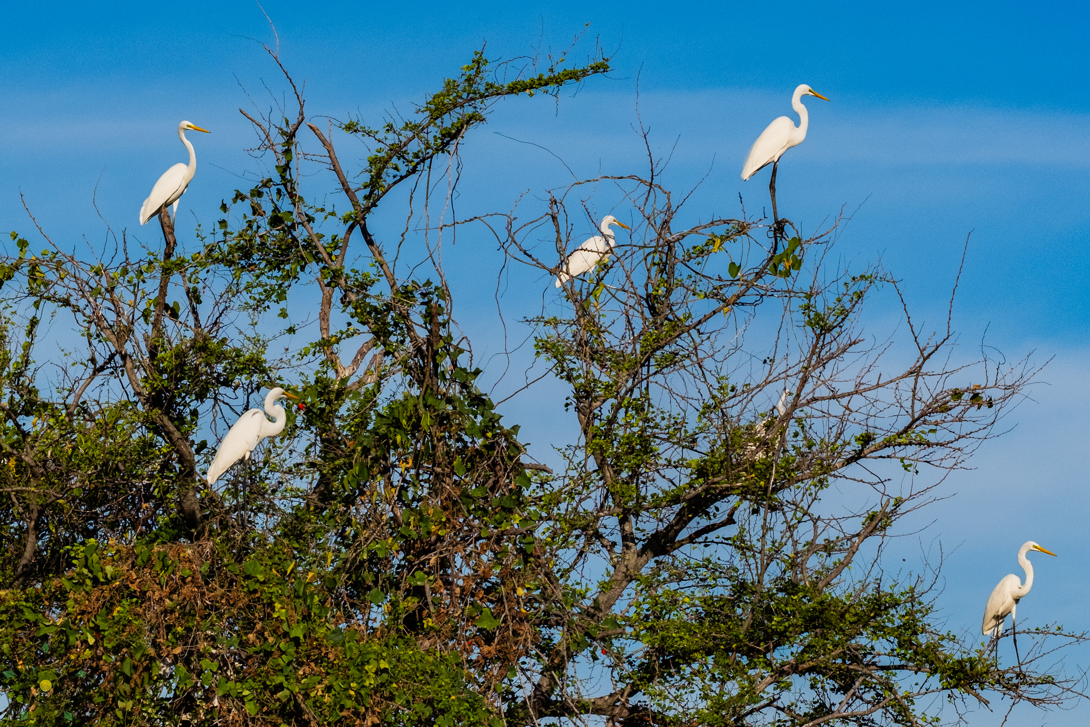 Egrets at Naklua by John Walton · 365 Project