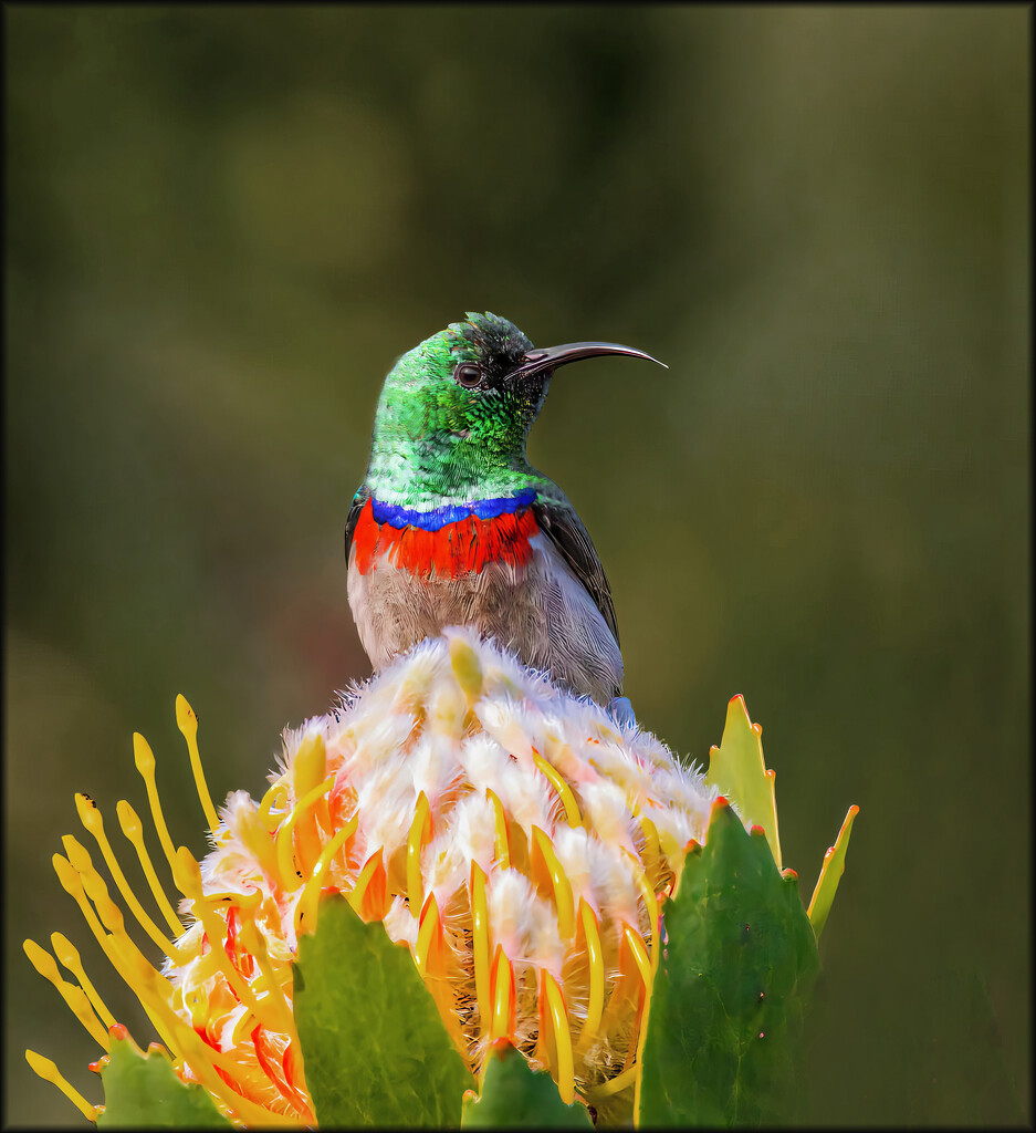 Always watching the others by Diana · 365 Project