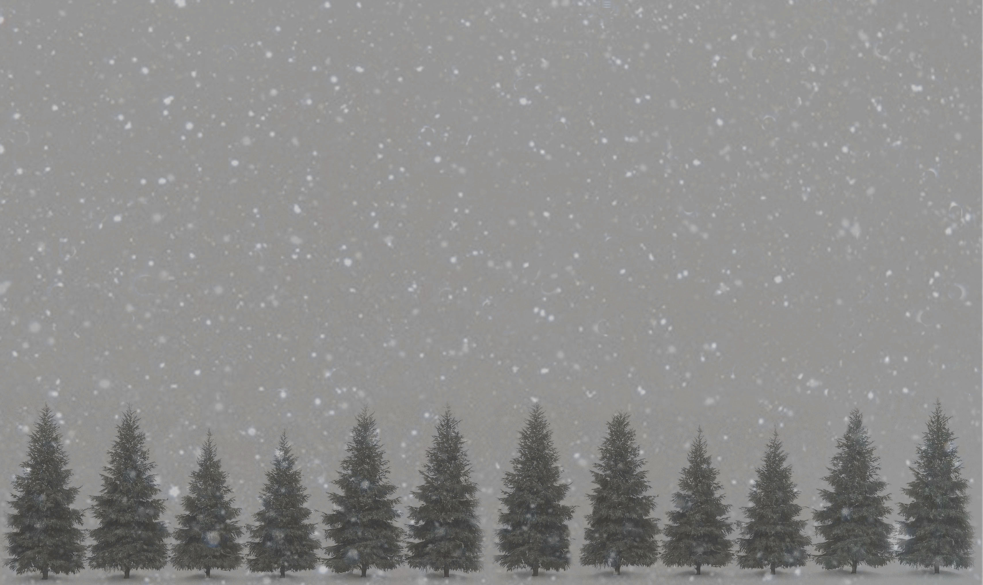 Festive firs by Jennifer · 365 Project