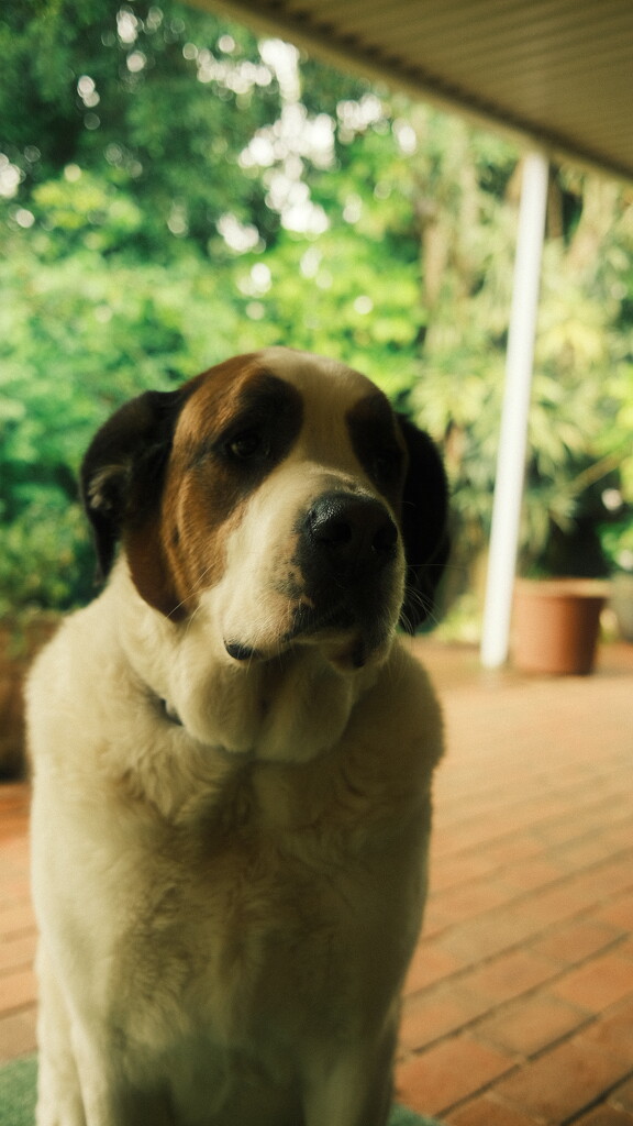 18 December 2025 by Mikhail Royeppen · 365 Project