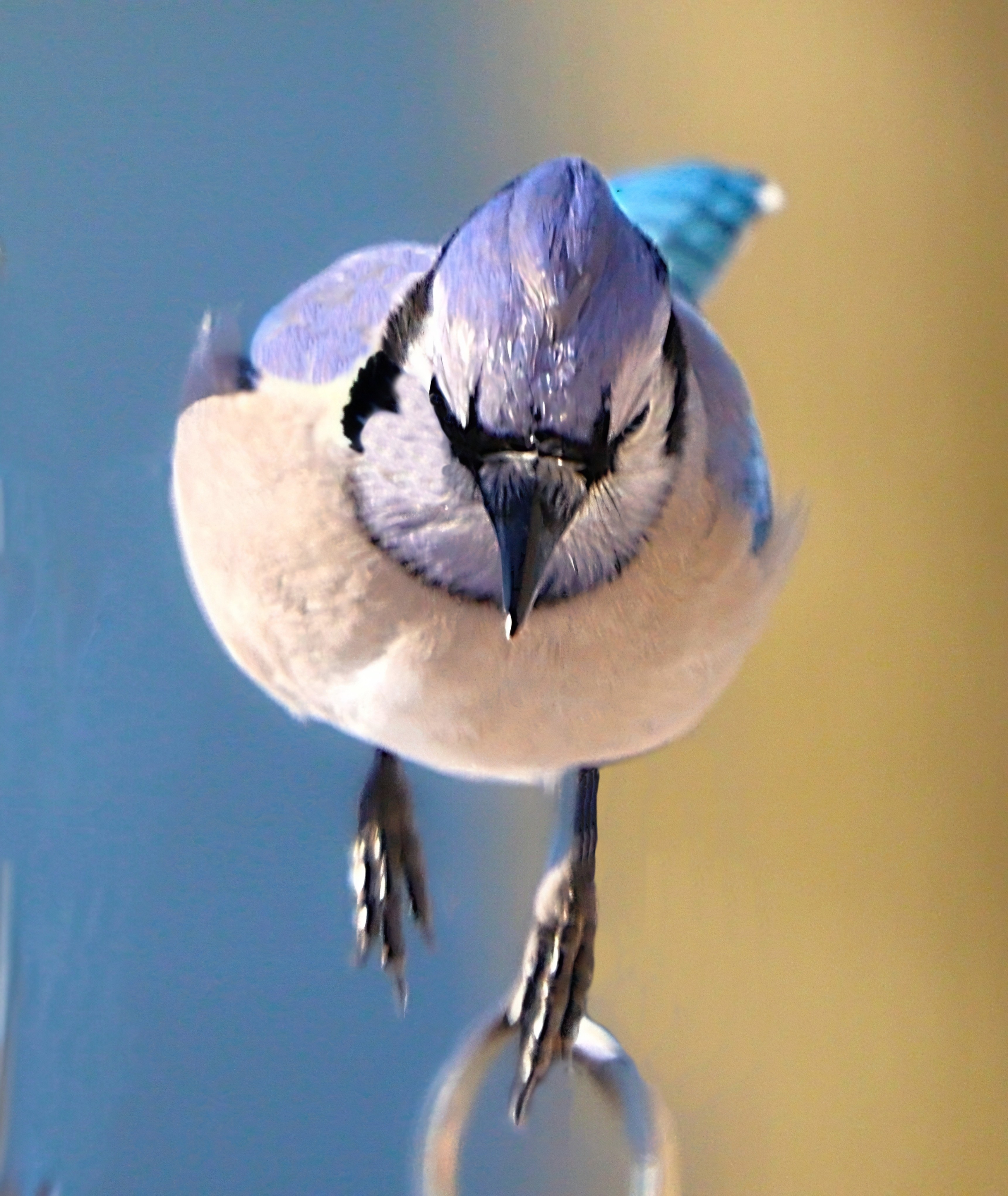 Here He Comes by *lynn · 365 Project