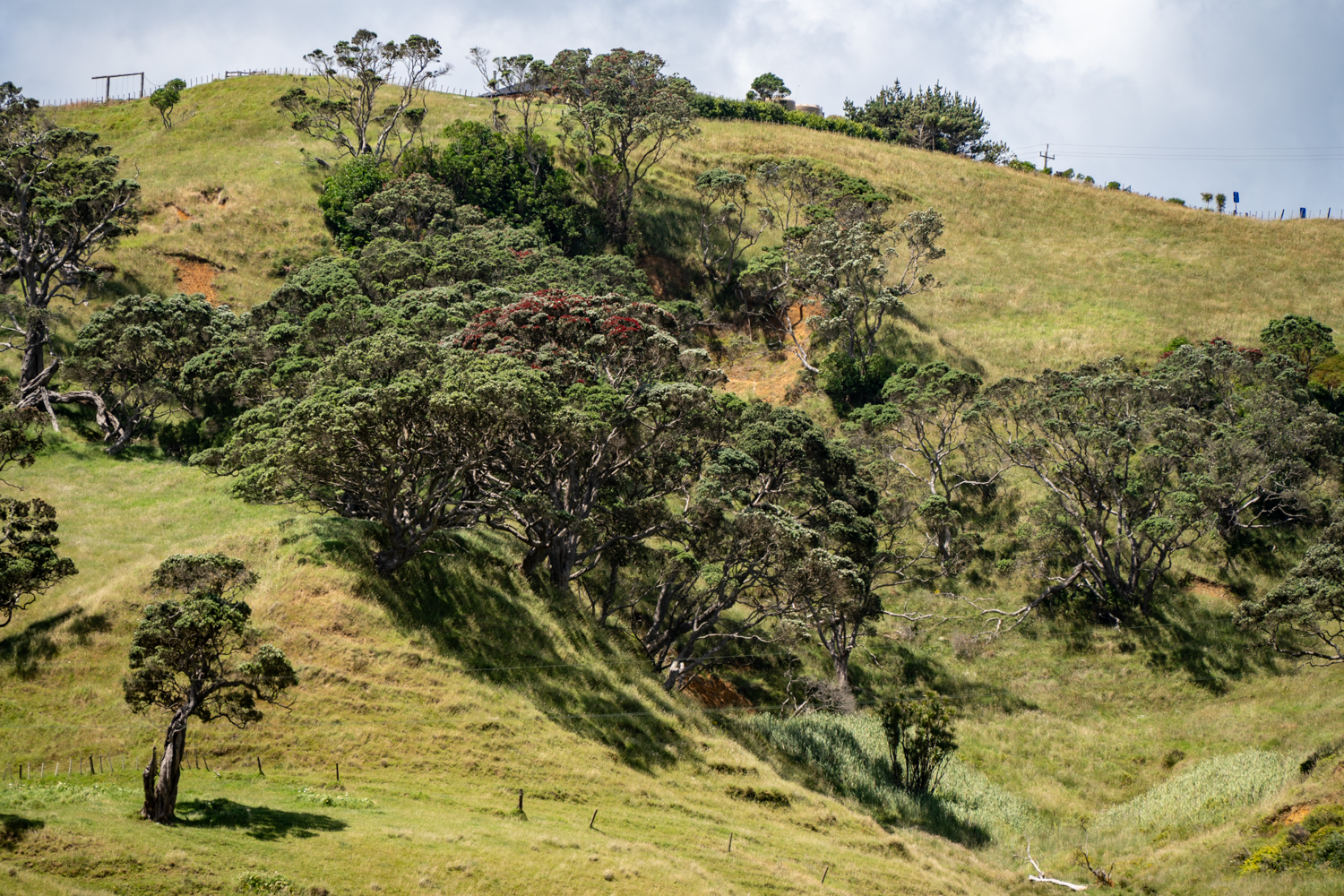 Pohutukawas in their Natural environment by julia · 365 Project