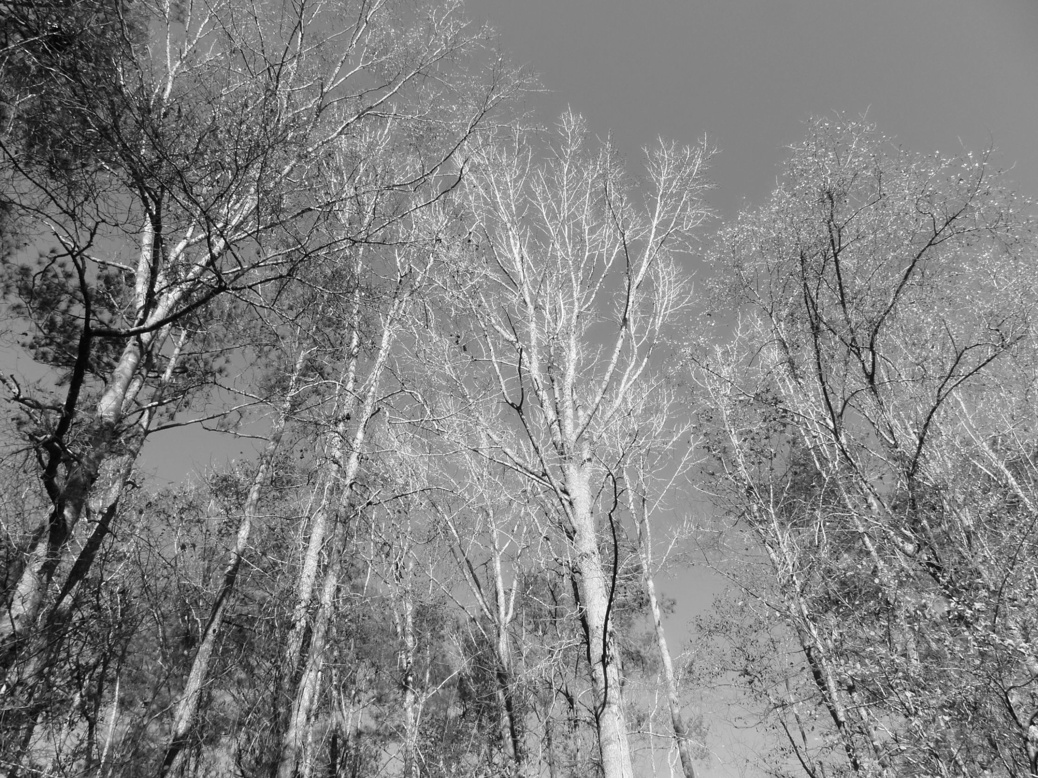Winter trees... by Mags · 365 Project