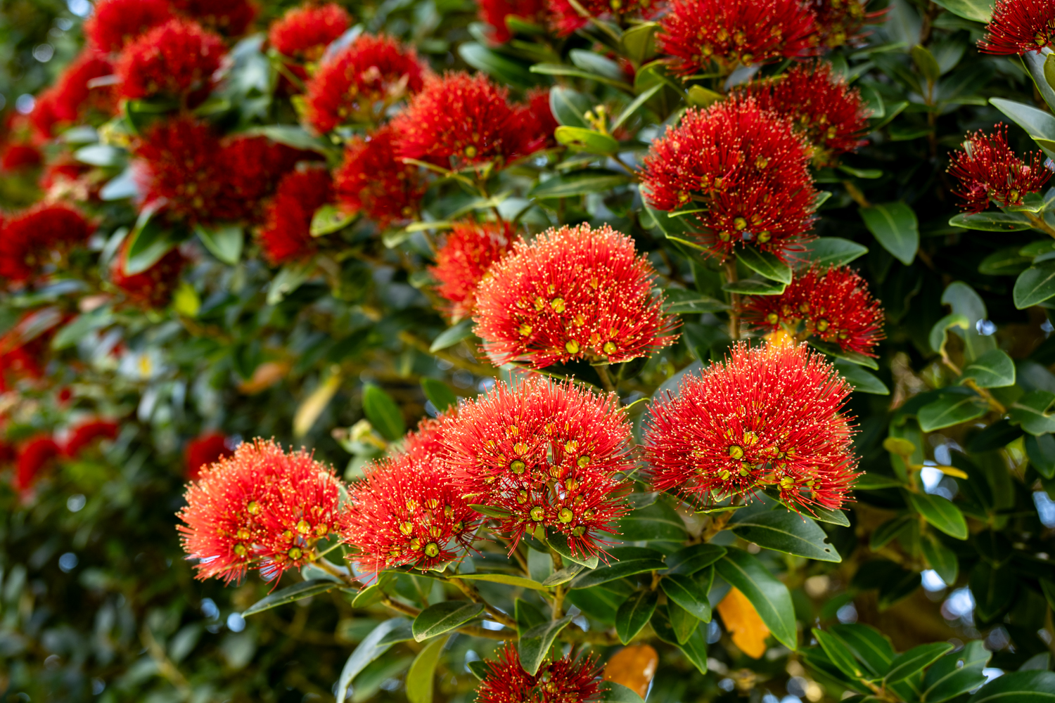 Pohutukawa Closeup by julia · 365 Project