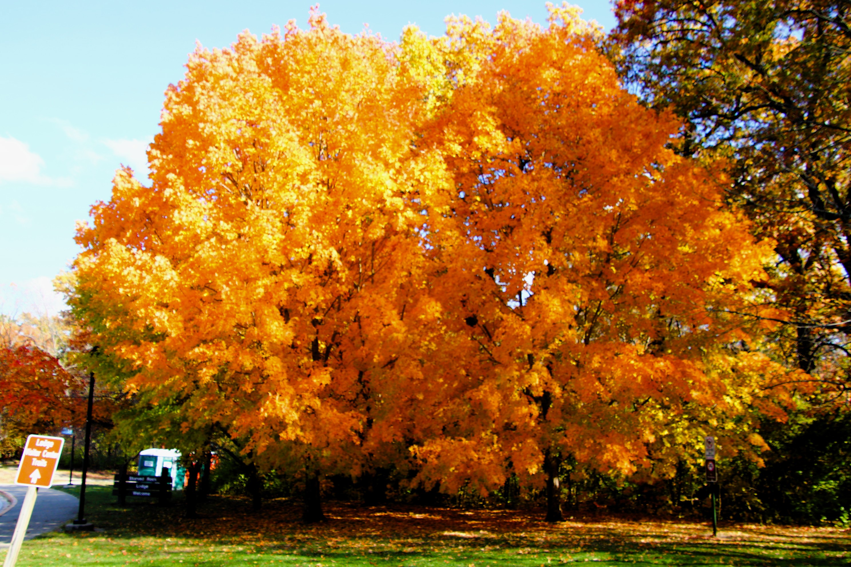Blazing Orange by Randy Lubbering · 365 Project