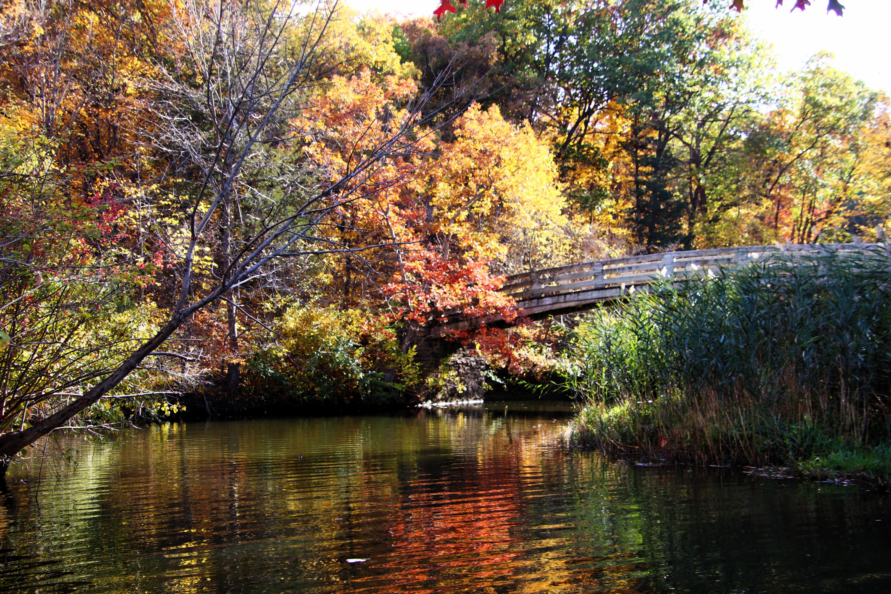Bridge Over A Stream by Randy Lubbering · 365 Project