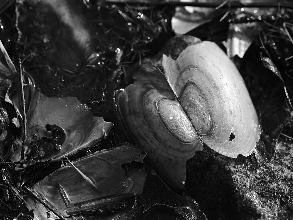 Sunny Winter Walk 14 - Clamshell Leavings by Julie Duncan · 365 Project