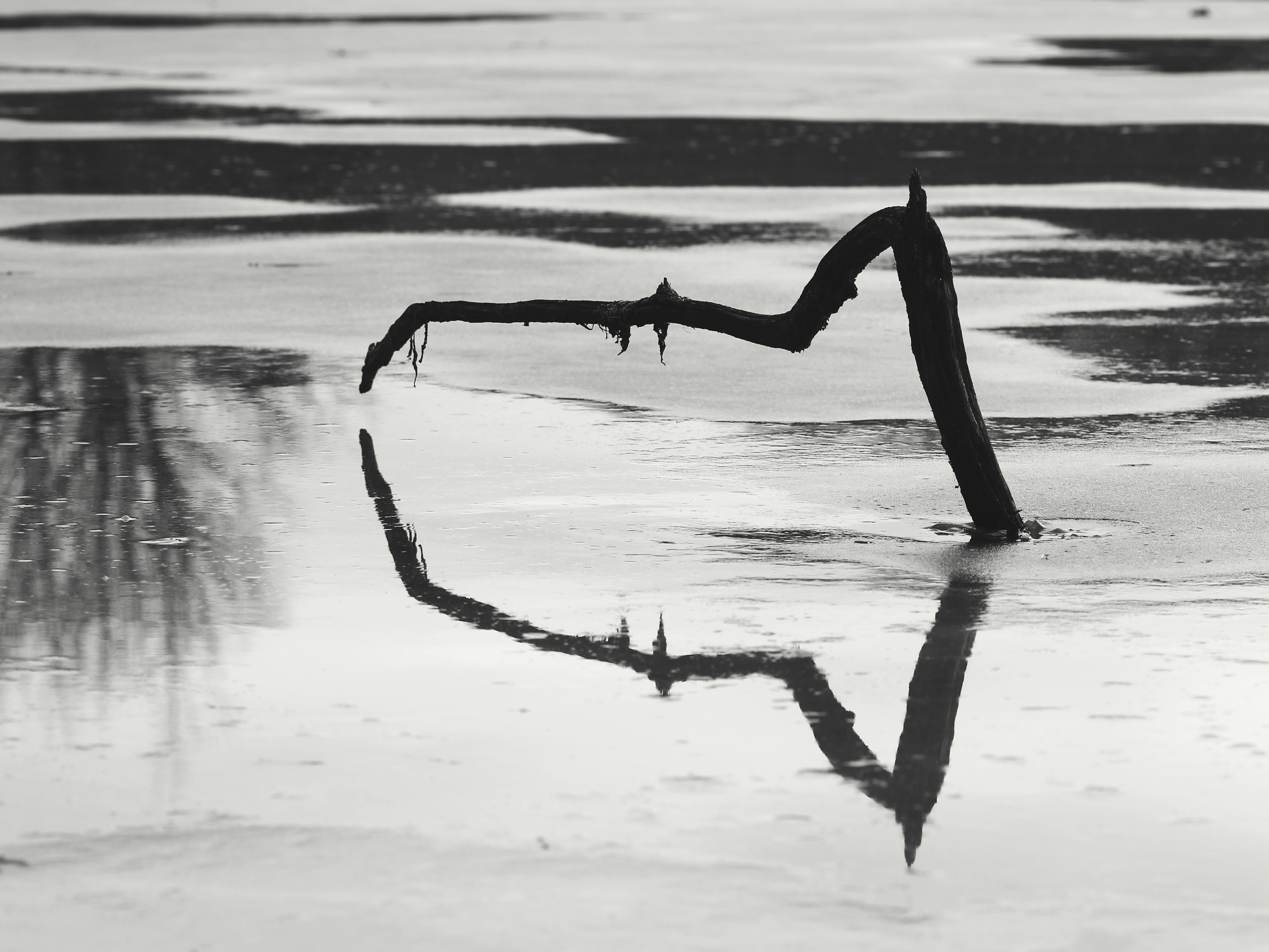 Sunny Winter Walk 15 - Arachnid Leg? by Julie Duncan · 365 Project