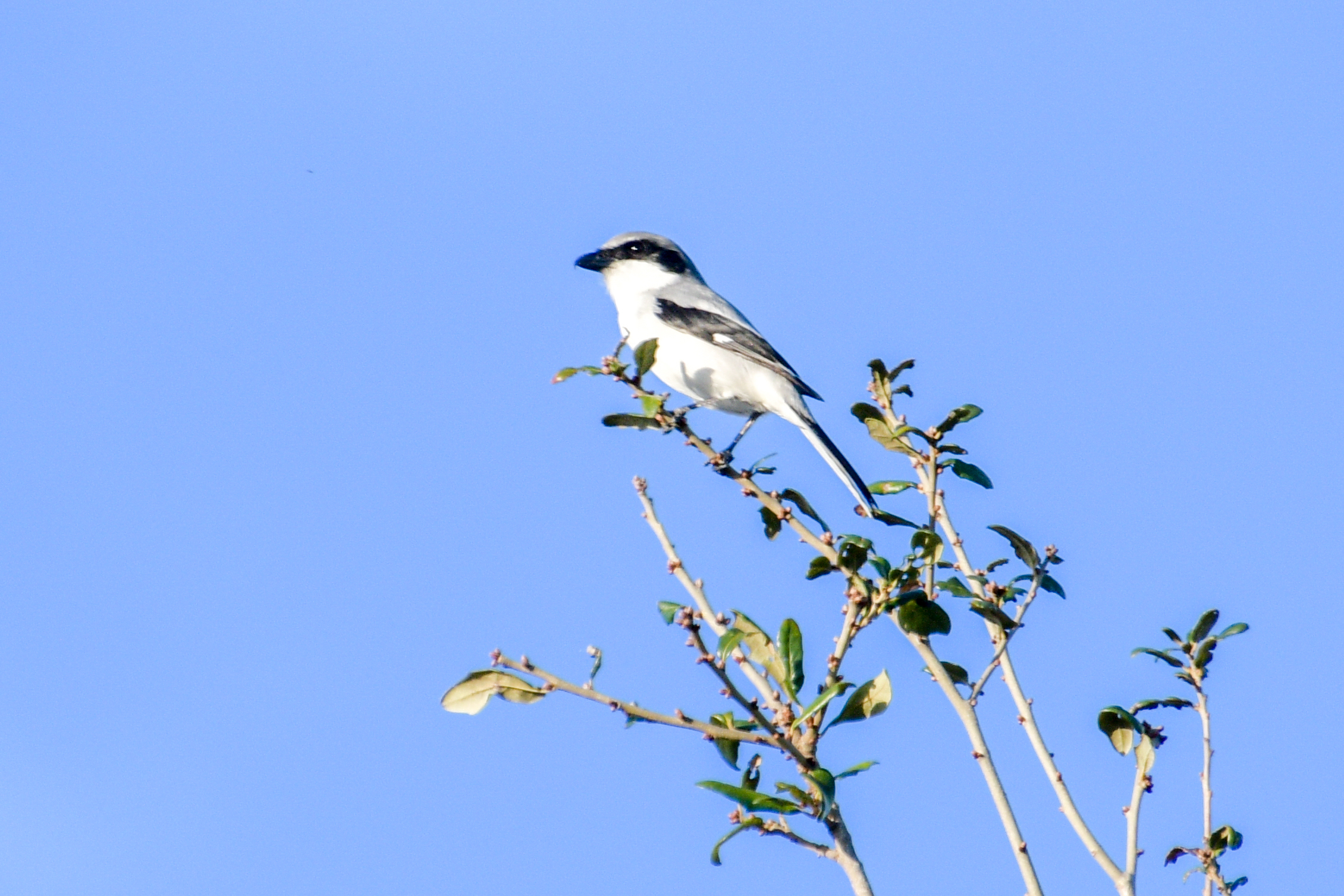 Loggerhead Shrike by Danette Thompson · 365 Project