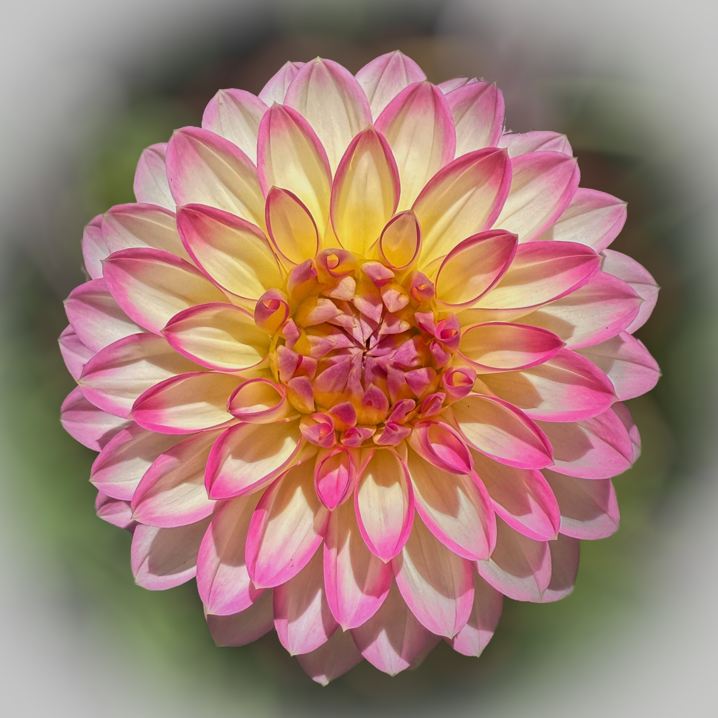 Dahlia at the Nursery by Shutterbug · 365 Project