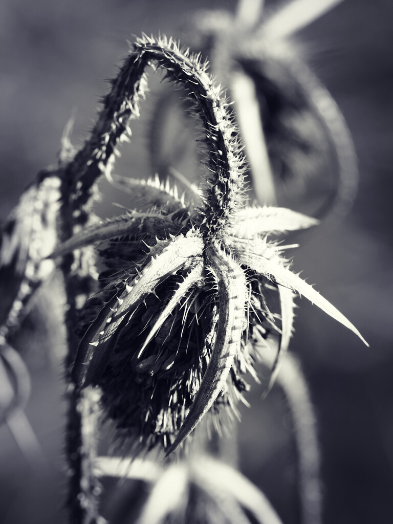 Sunny Winter Walk 19 - The Best Defense by Julie Duncan · 365 Project