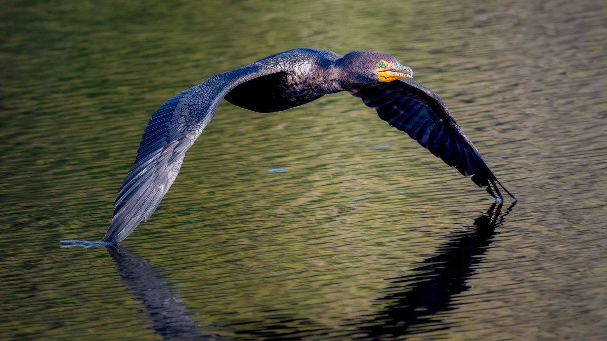Cormorant skimming the water by PhotoCrazy · 365 Project