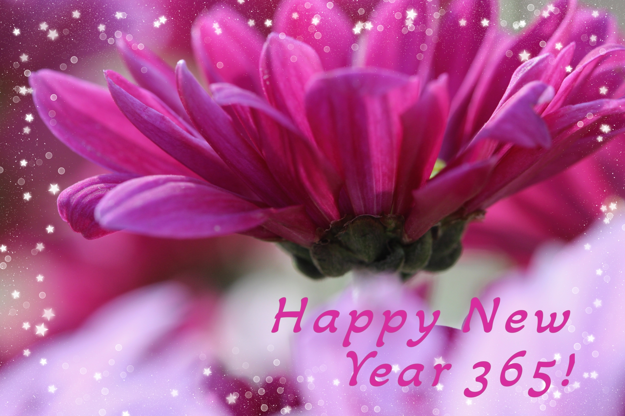 Happy New Year 365! by Mags · 365 Project