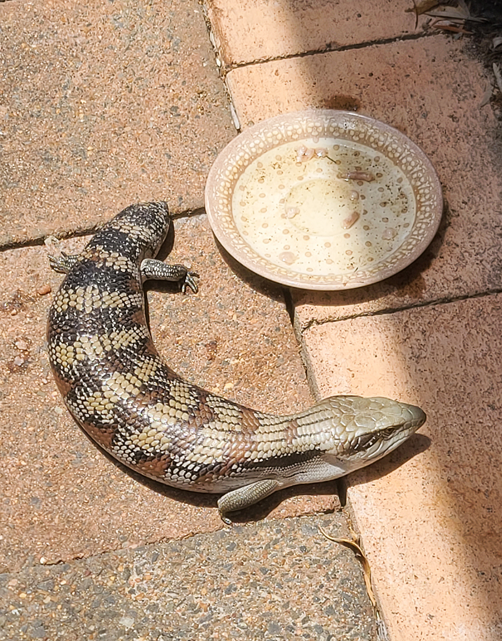Stumpy Has Had Her Babies by Babs · 365 Project