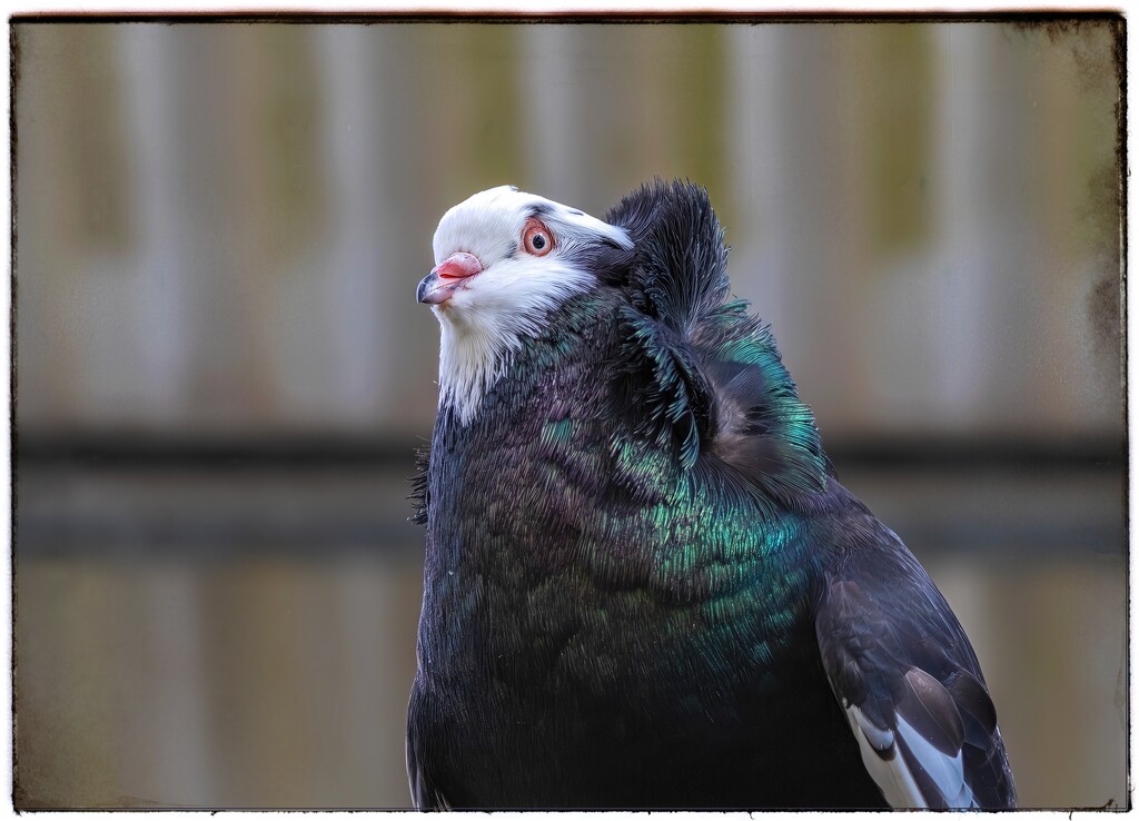 An iridecent beauty, by Diana · 365 Project