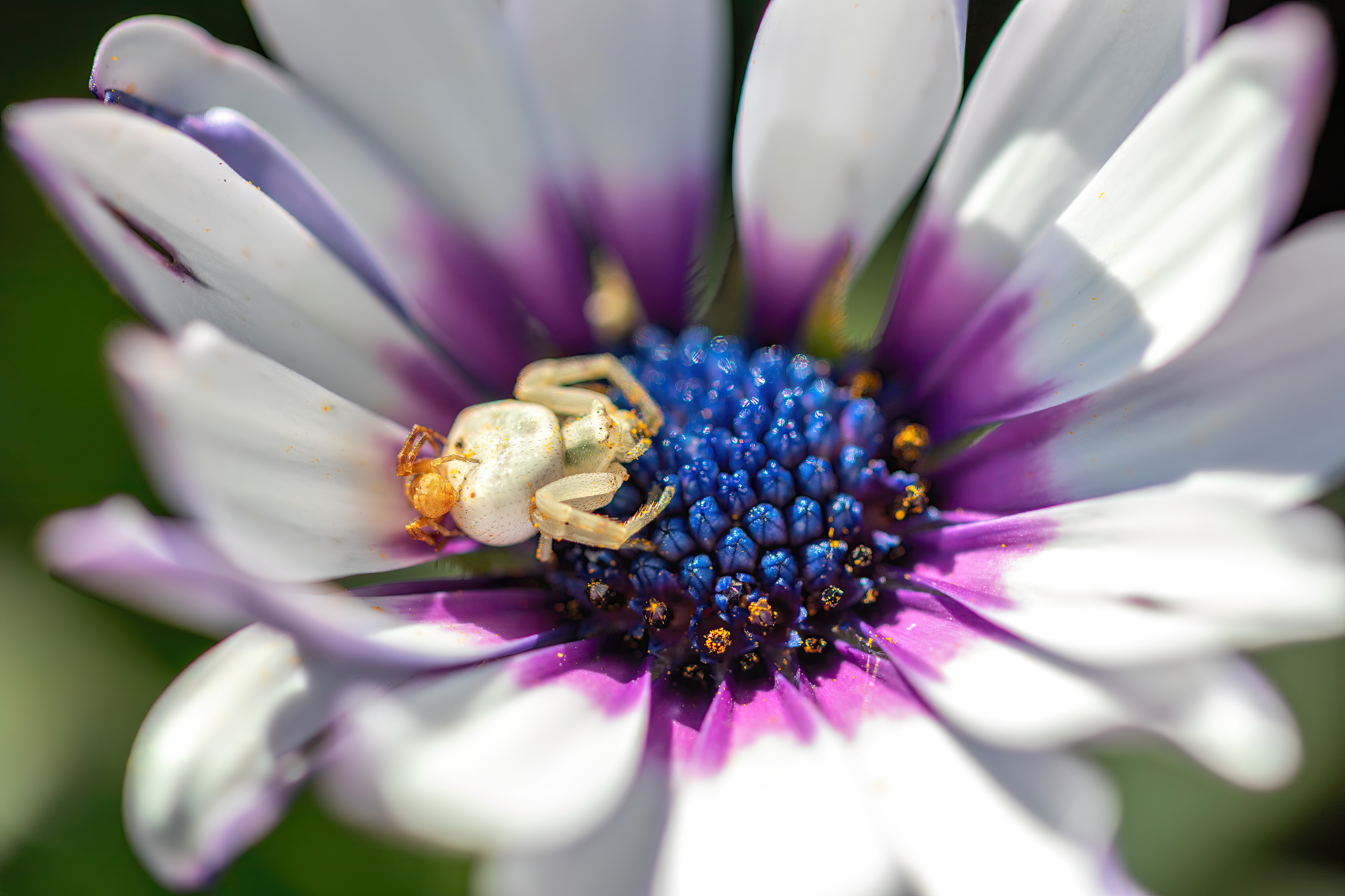 Extra baggage by Diana · 365 Project