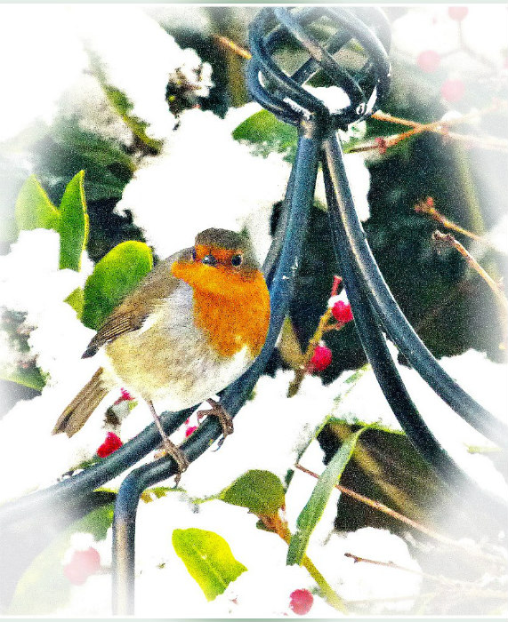 My resident Robin. by Beryl Lloyd · 365 Project